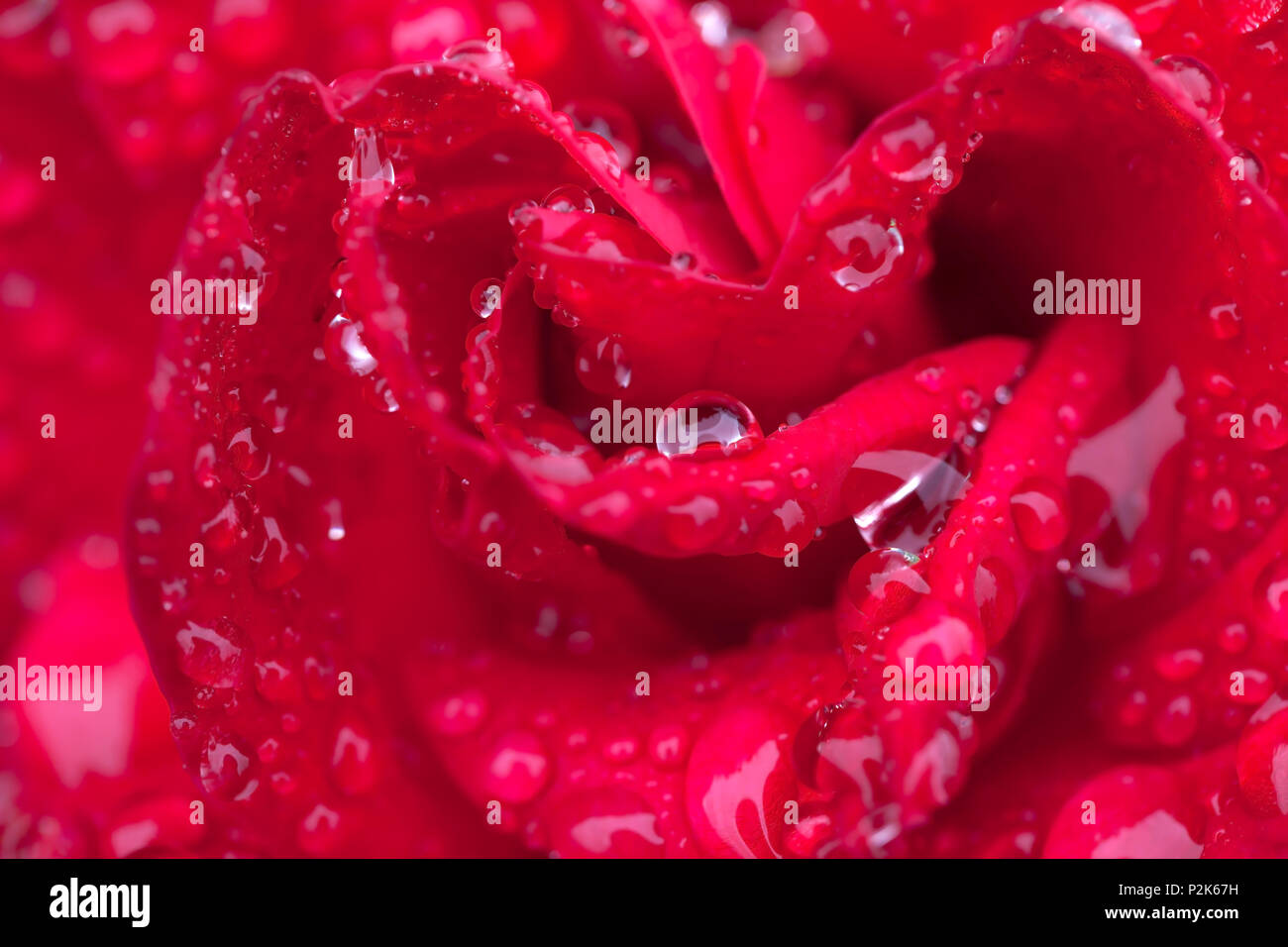 A red rose with raindrops Stock Photo - Alamy