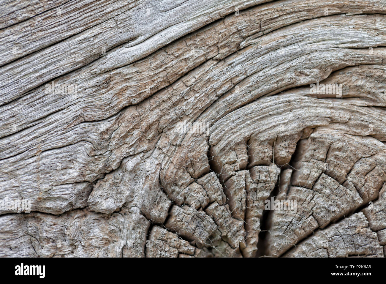 Texture of an old chestnut trunk with cracks and knot Stock Photo - Alamy