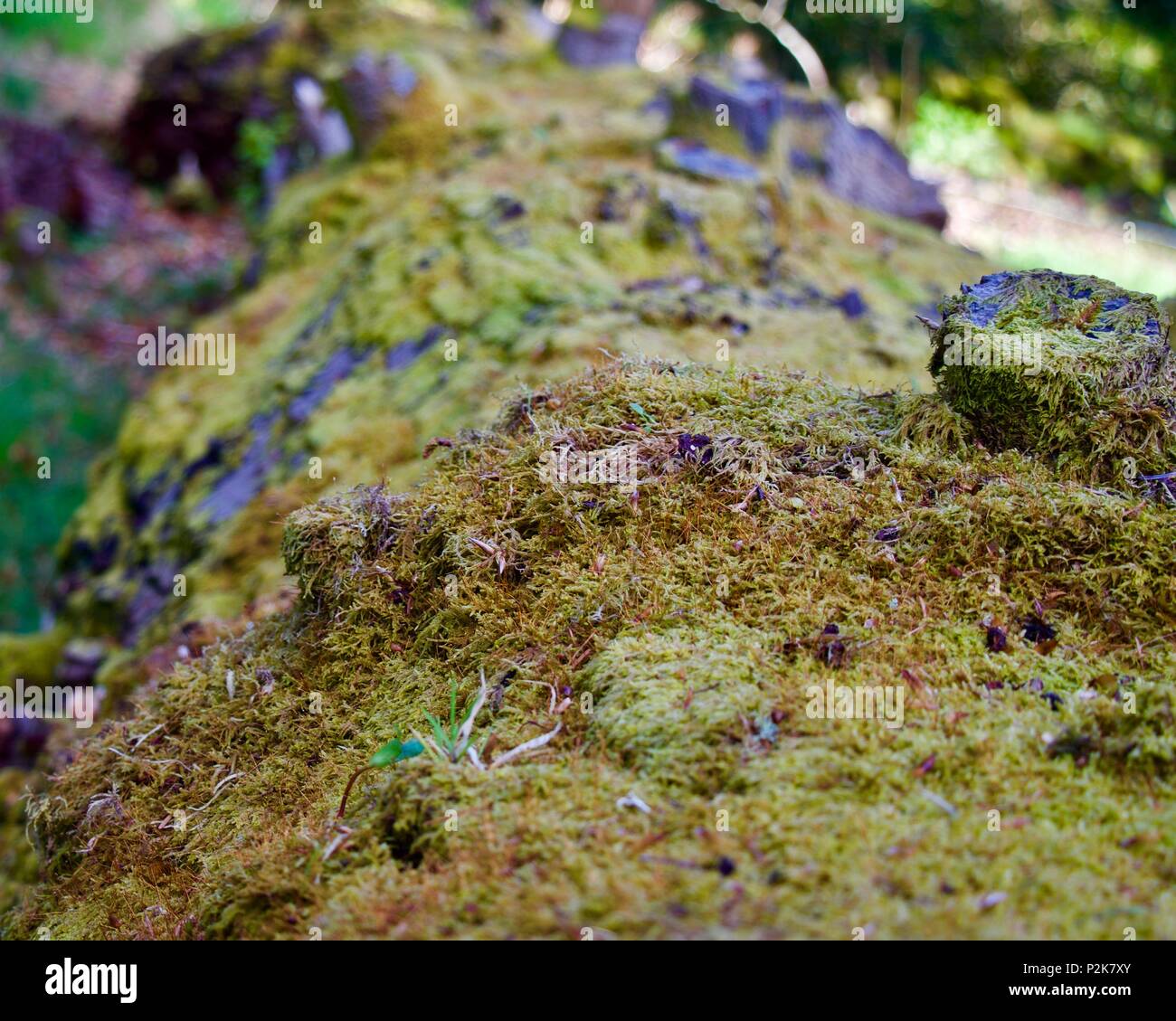 Growing fallen timber hi-res stock photography and images - Alamy
