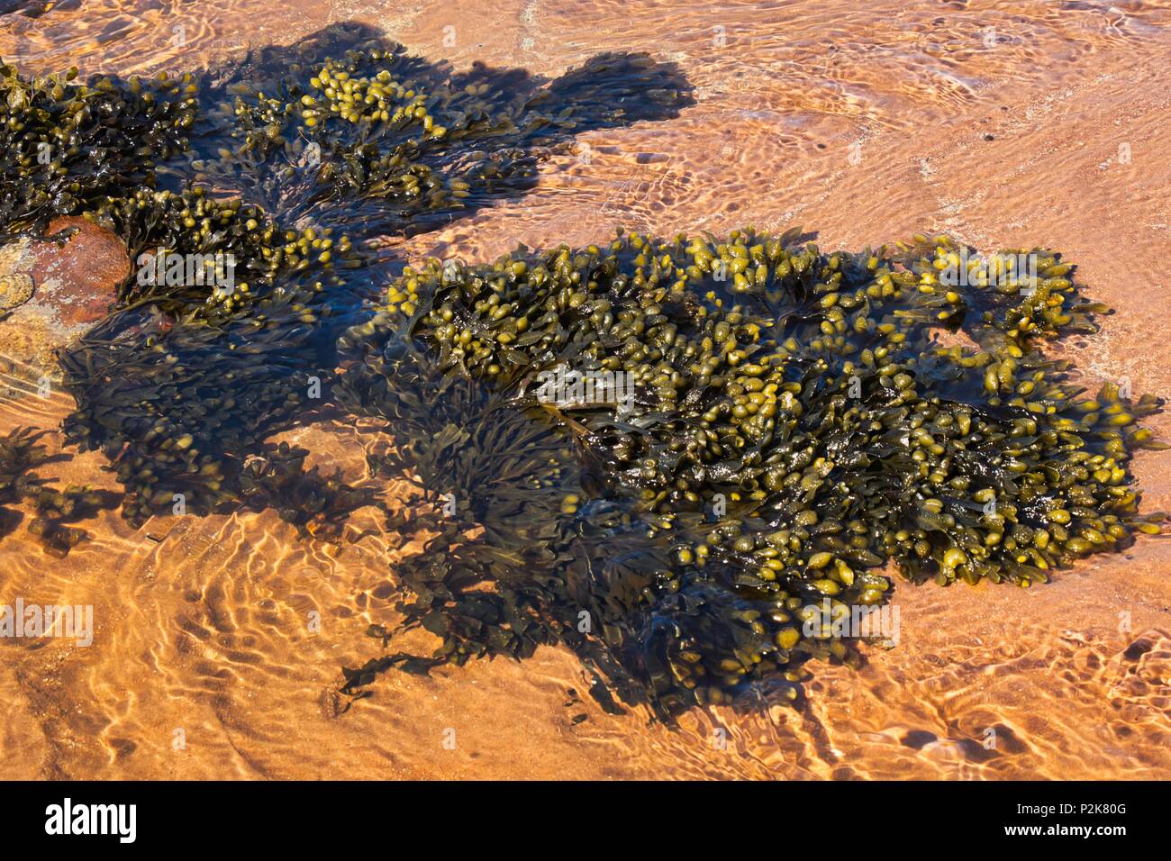 Seaweed kelp floating hi-res stock photography and images - Alamy