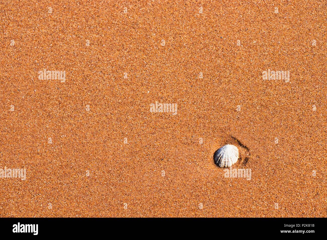 Single white shell embedded in sand Stock Photo - Alamy