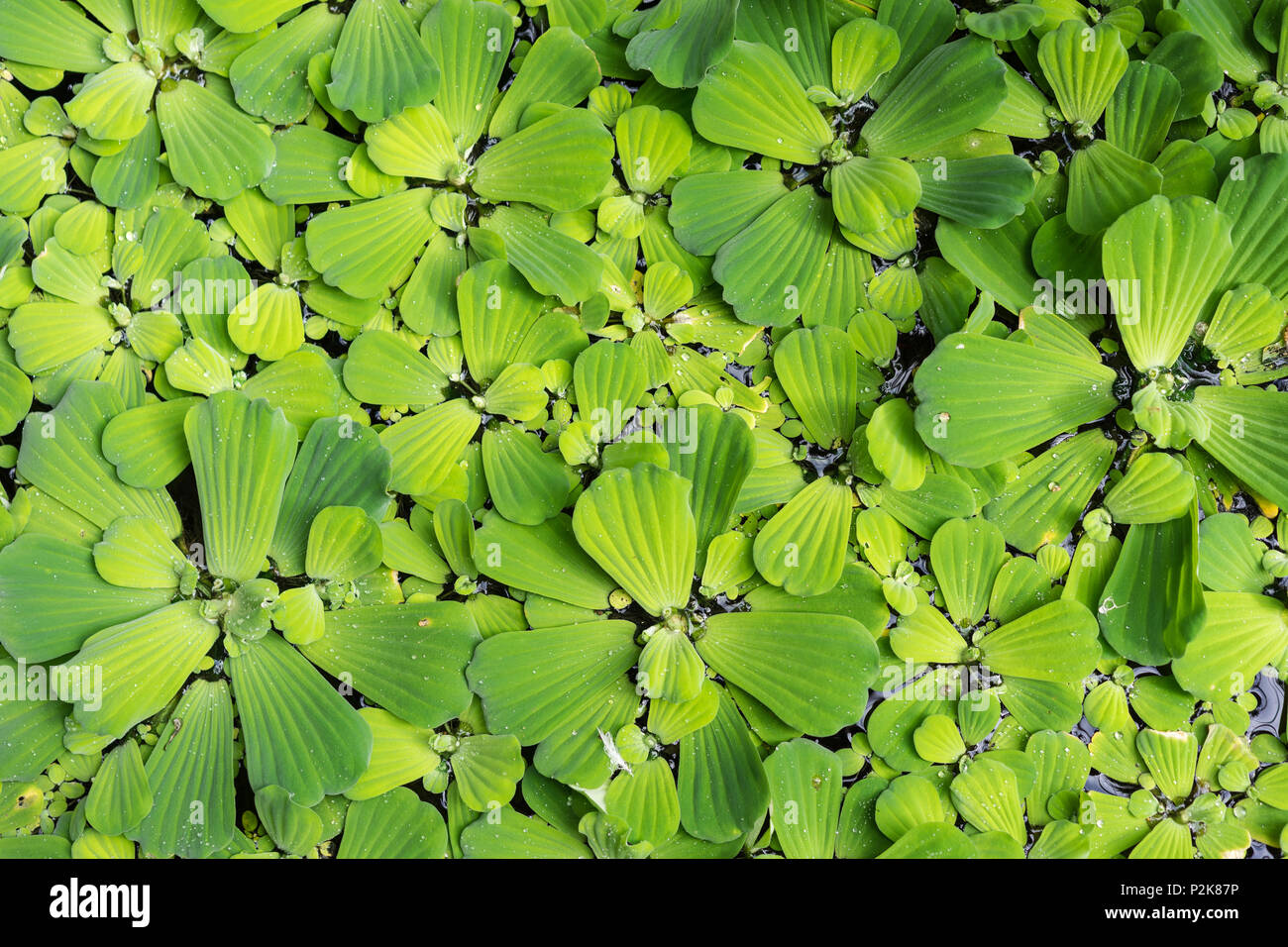Common duckweed Lemna minor, full frame texture structure Stock Photo ...