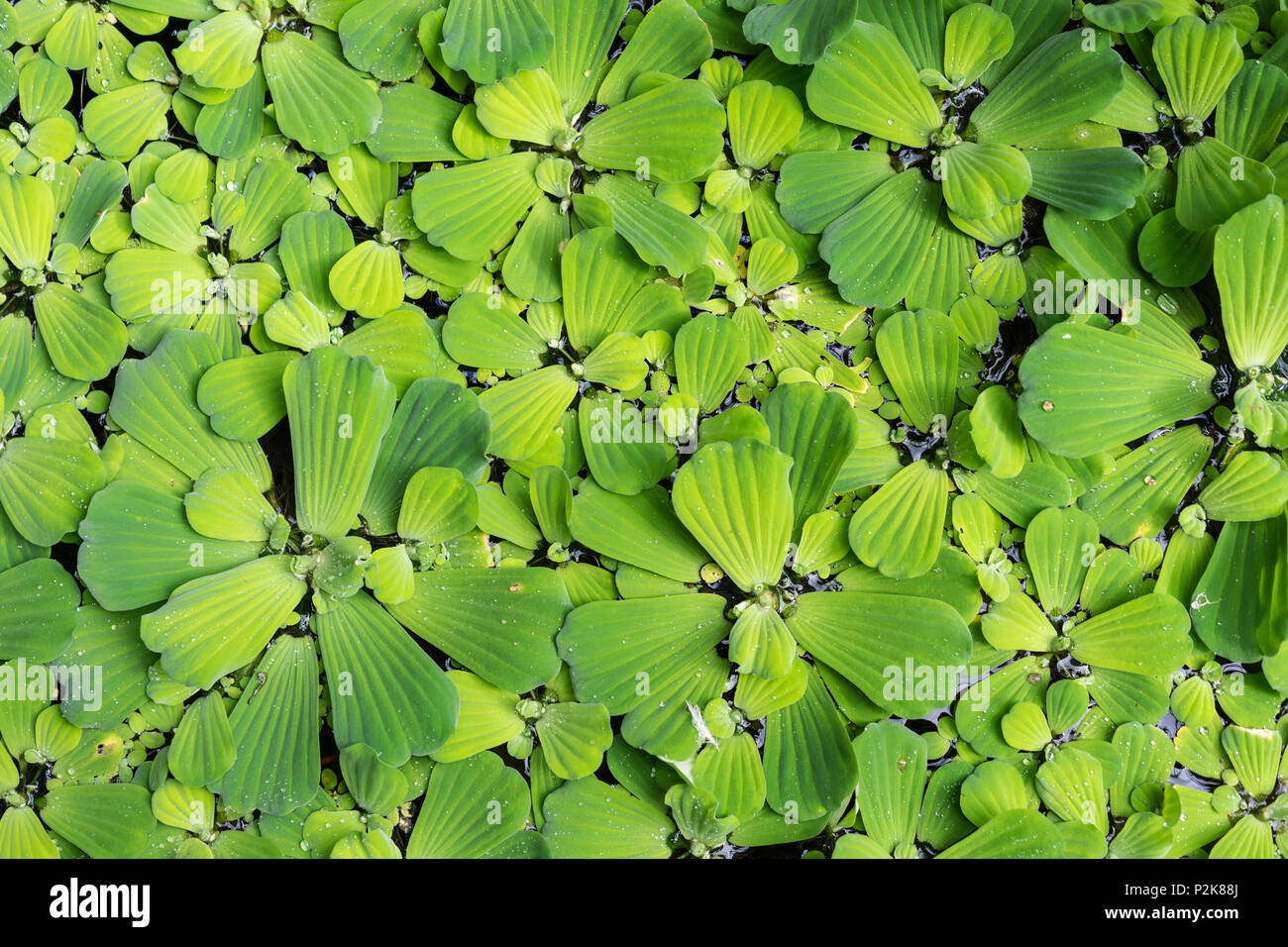 Common duckweed Lemna minor, full frame texture structure Stock Photo ...