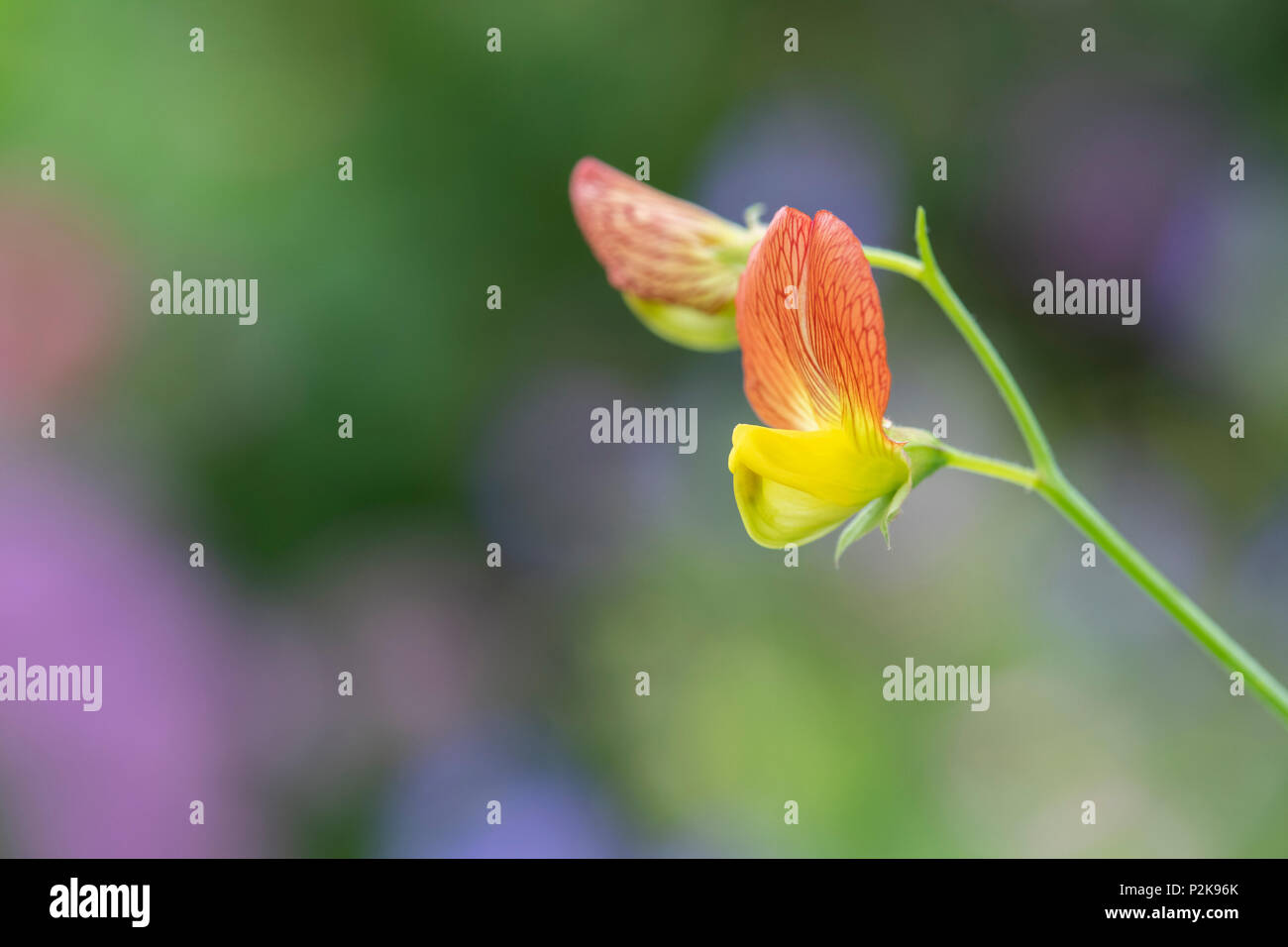 Summer belin hi-res stock photography and images - Alamy