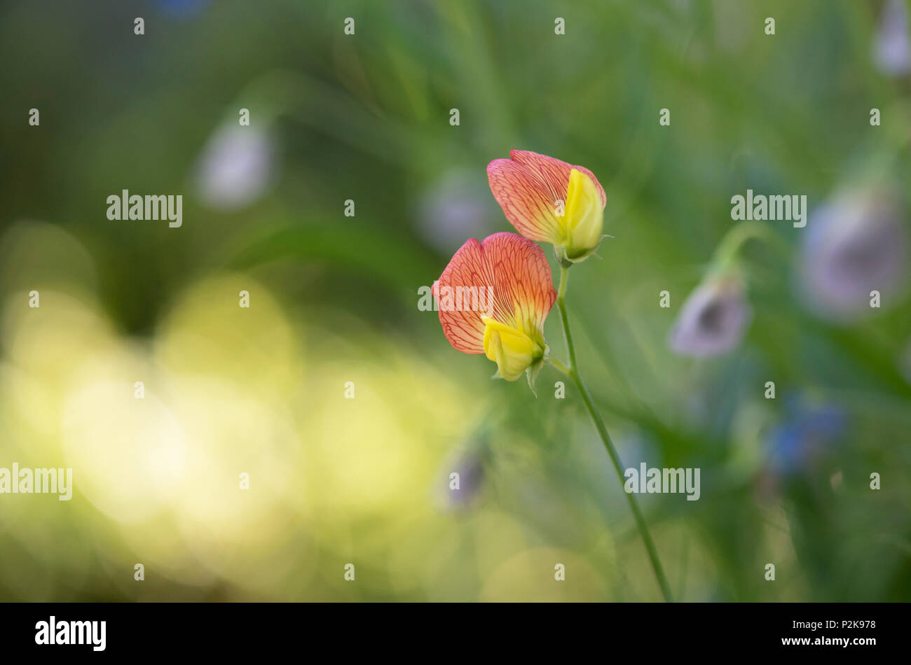 Two yellow sweet pea flowers hi-res stock photography and images - Alamy