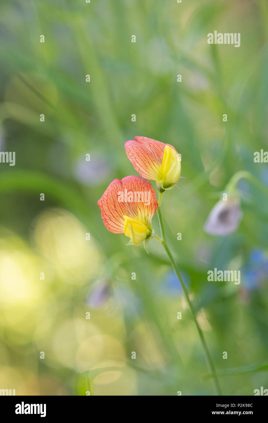 Two yellow sweet pea flowers hi-res stock photography and images - Alamy