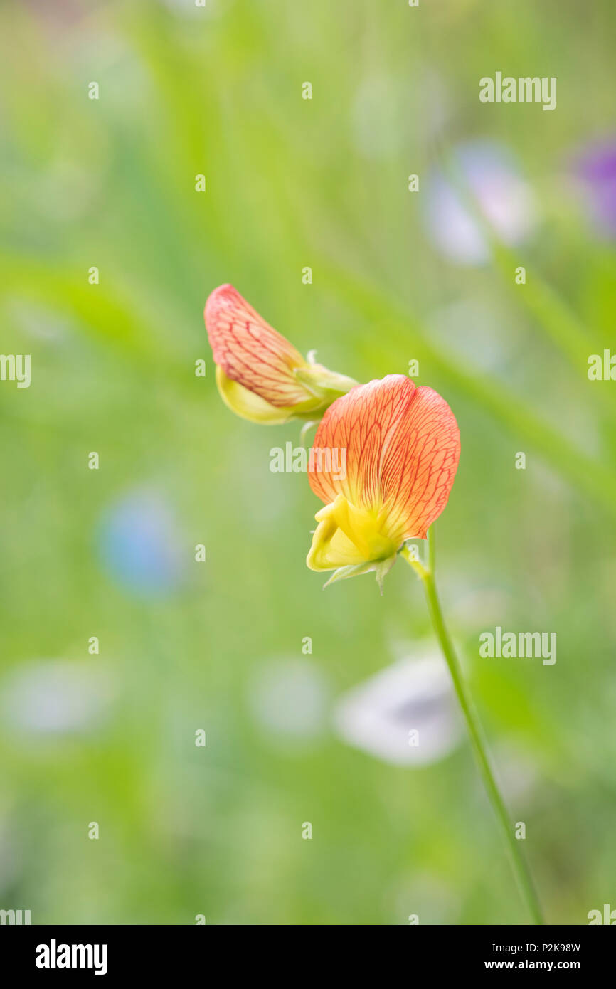 Summer belin hi-res stock photography and images - Alamy