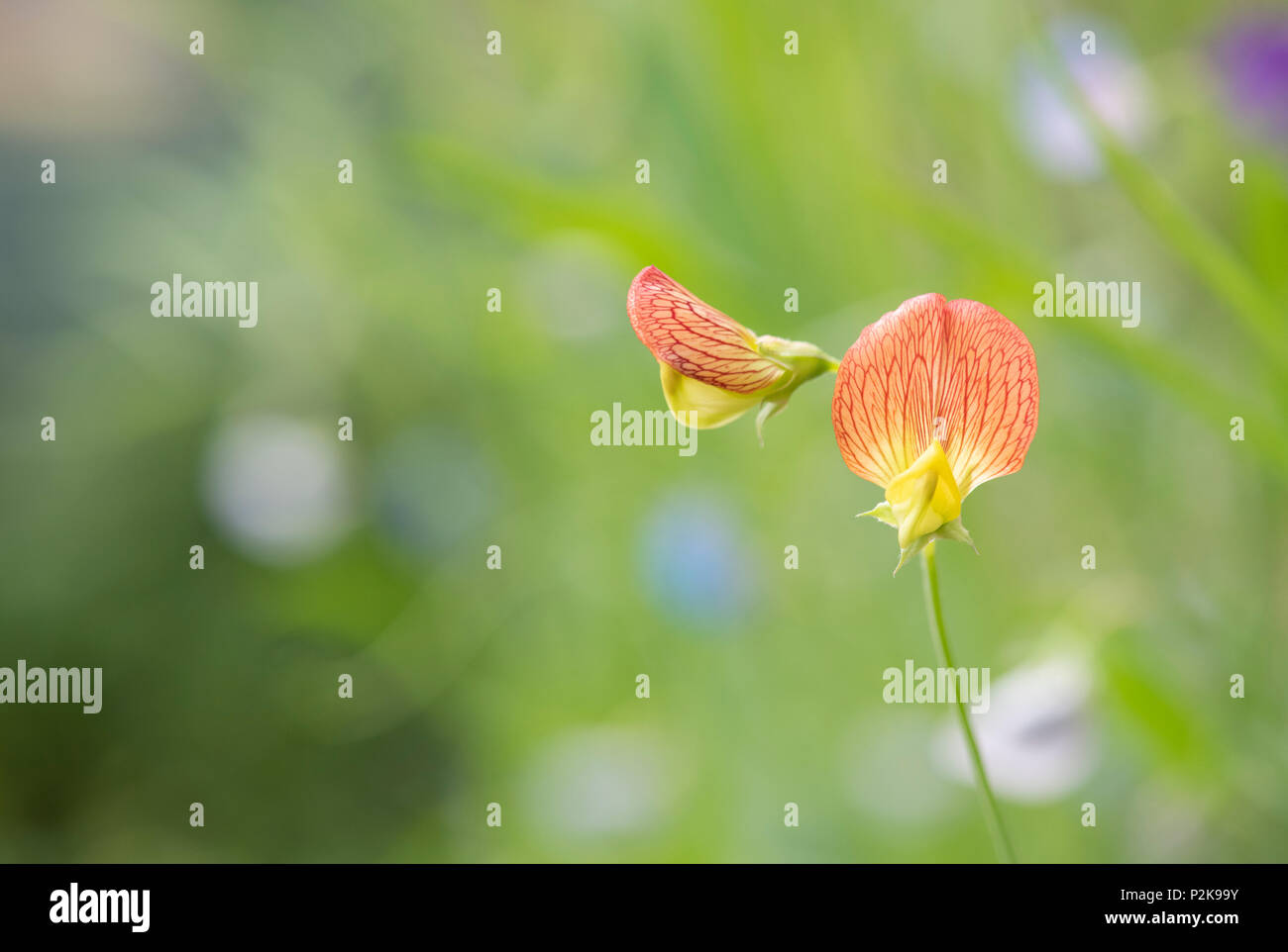 Lathyrus belinensis ‘Goldmine’. The Belin Pea flowering in june. UK ...