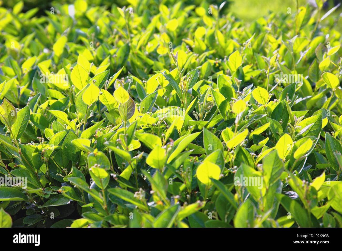 Bright green bush highlighted by sunlight as background. Focus on the ...