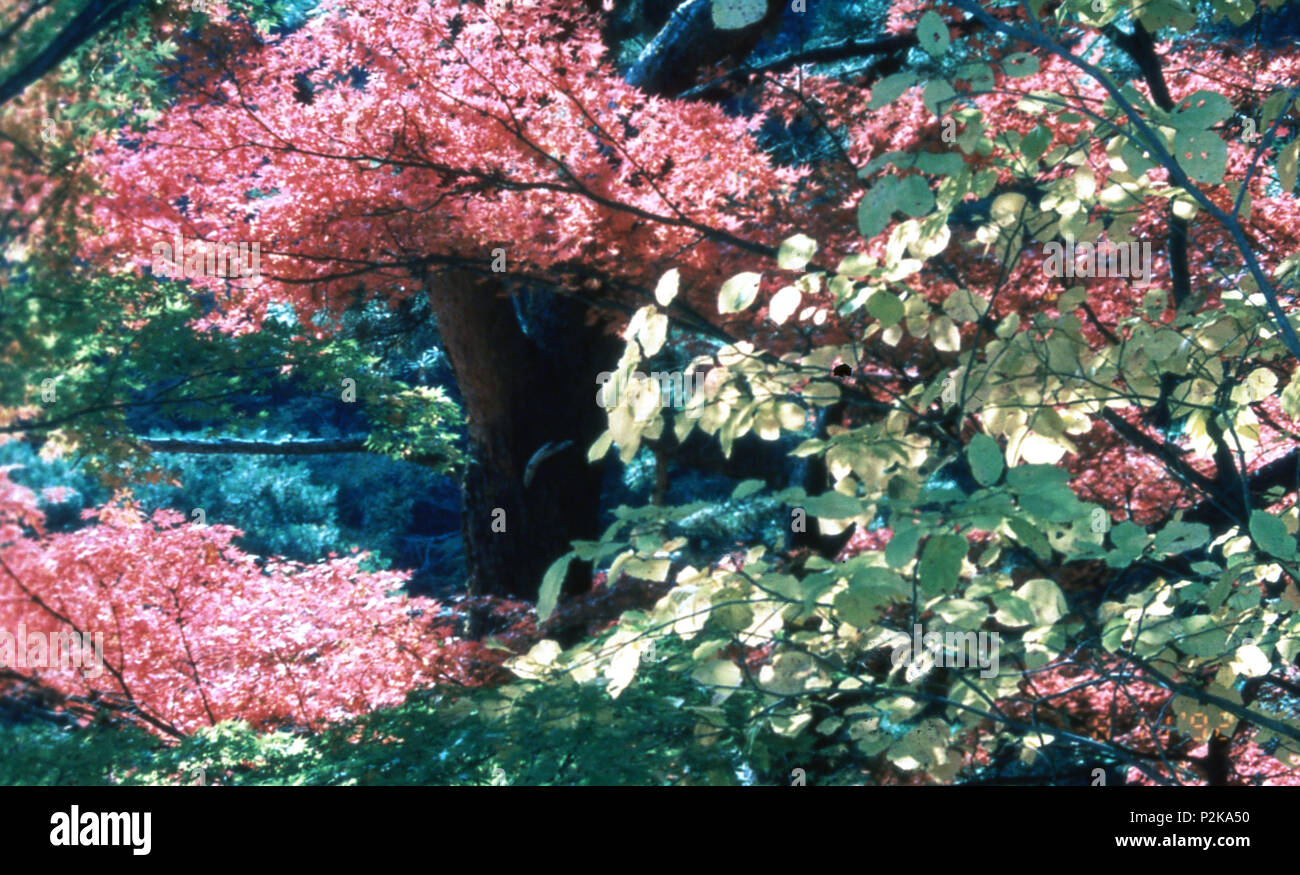 Trees, Autumn, Japan Stock Photo - Alamy