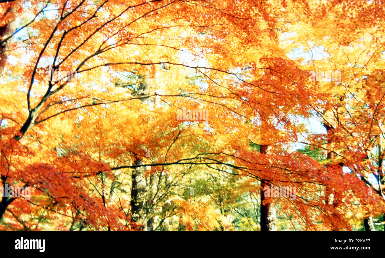 Trees, Autumn, Japan Stock Photo - Alamy