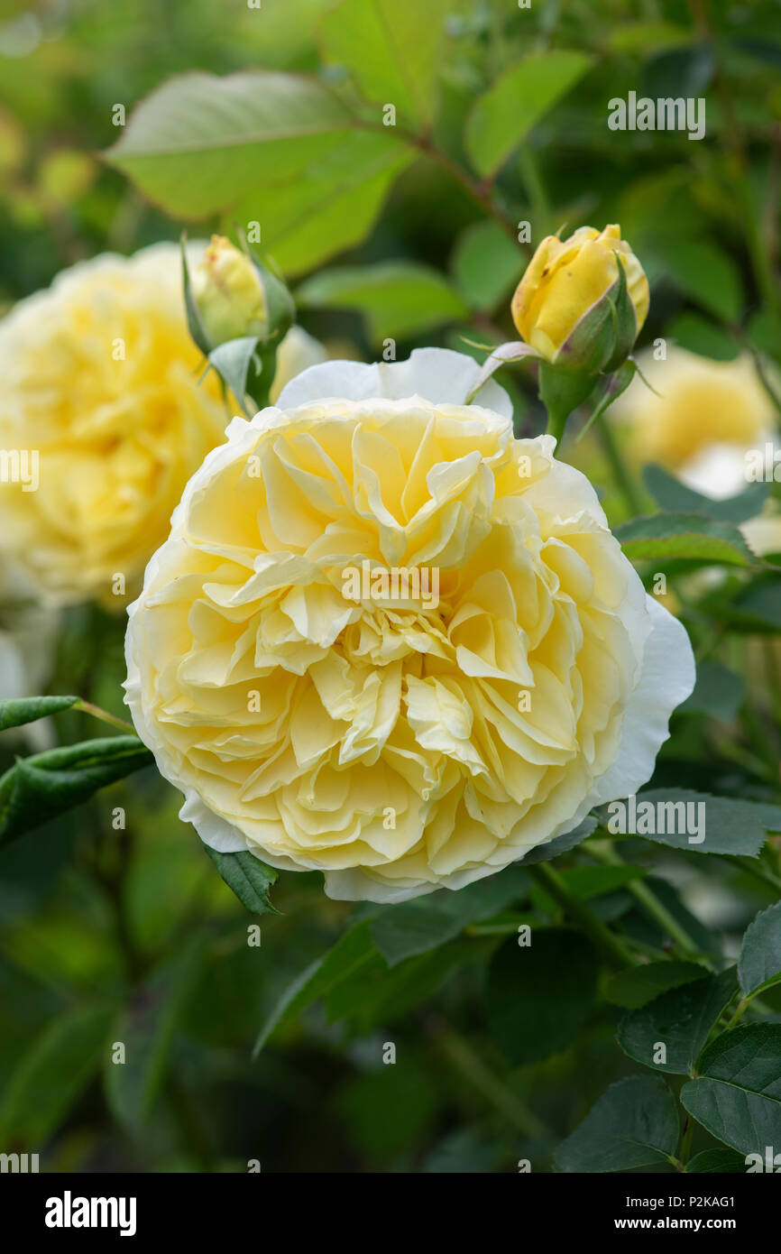 Rosa ‘The pilgrim’ / Auswalker. English Climbing Rose Stock Photo - Alamy