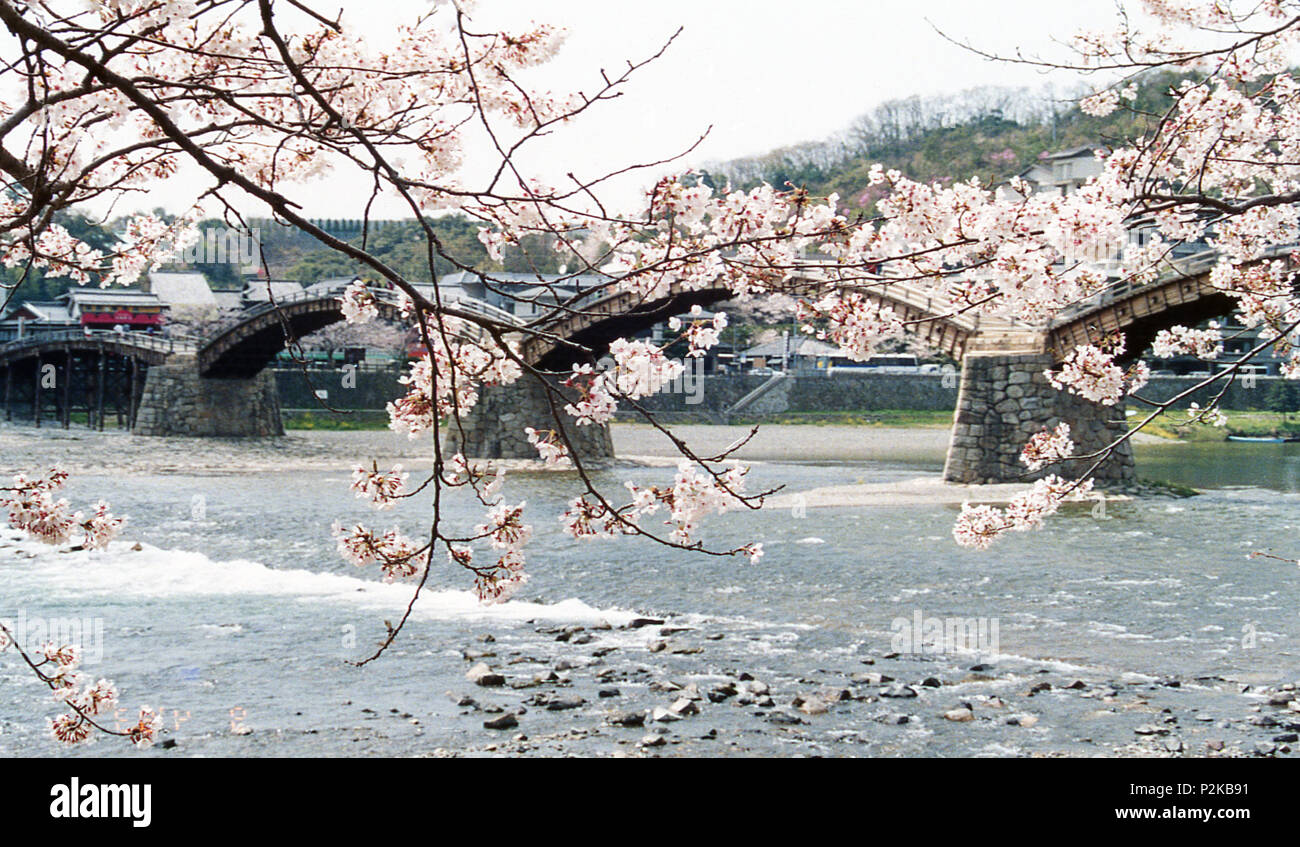 Cherry tree, Kintai Bridge, Iwakuni, Yamaguchi, Japan Stock Photo - Alamy