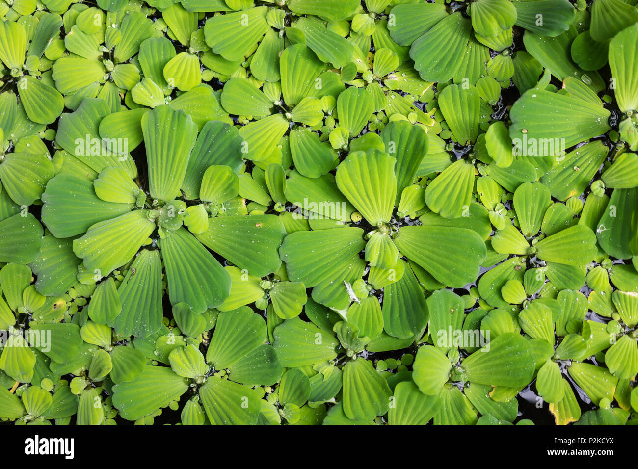 Common duckweed Lemna minor, full frame texture structure Stock Photo ...