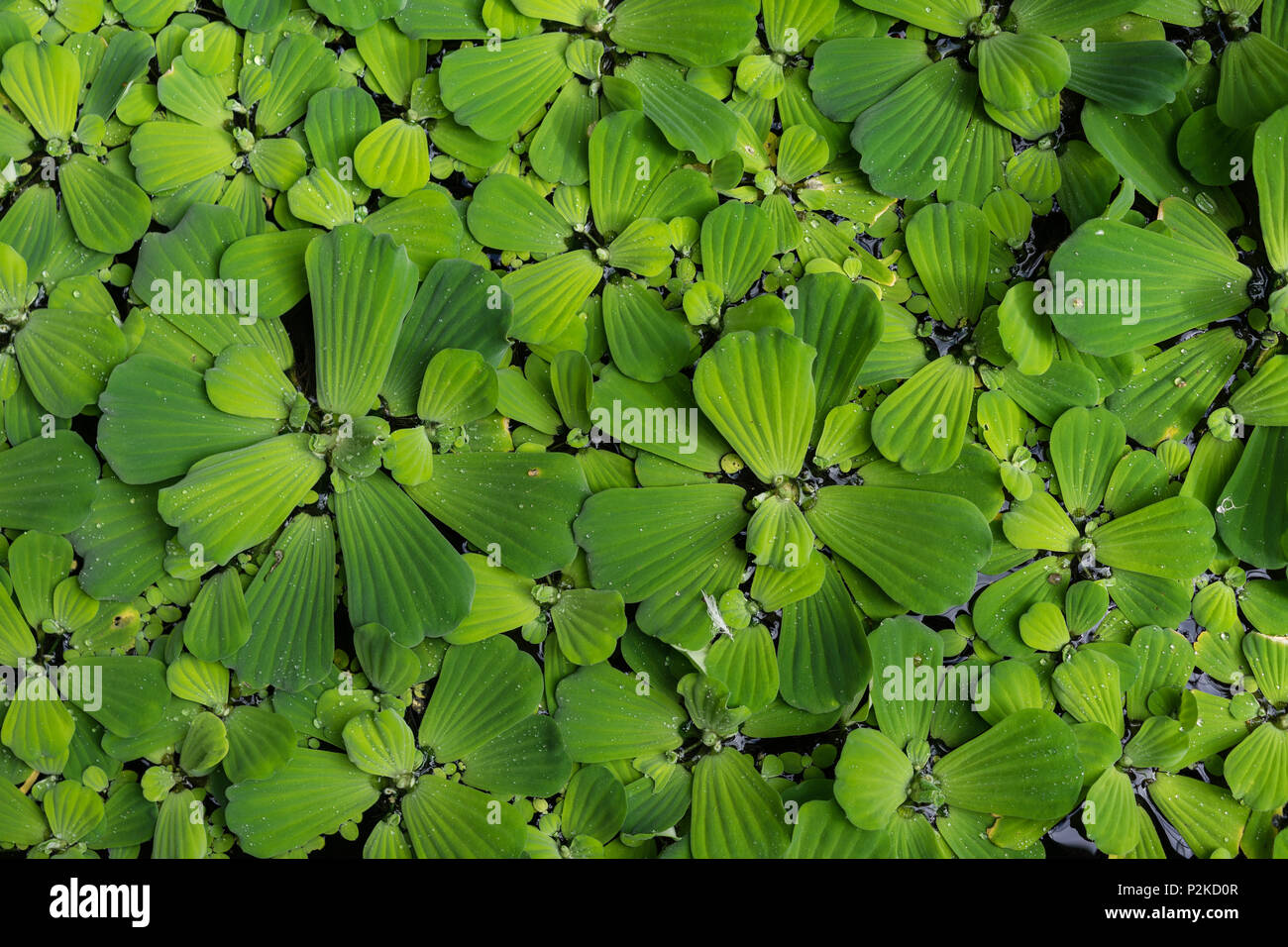 Common duckweed Lemna minor, full frame texture structure Stock Photo ...