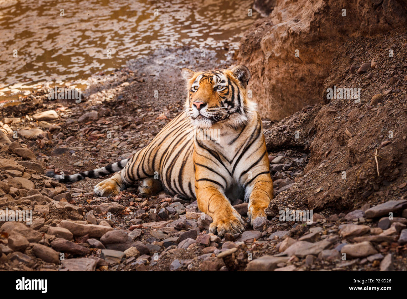 Male sub-adult Bengal tiger (Panthera tigris) at rest looking up on ...