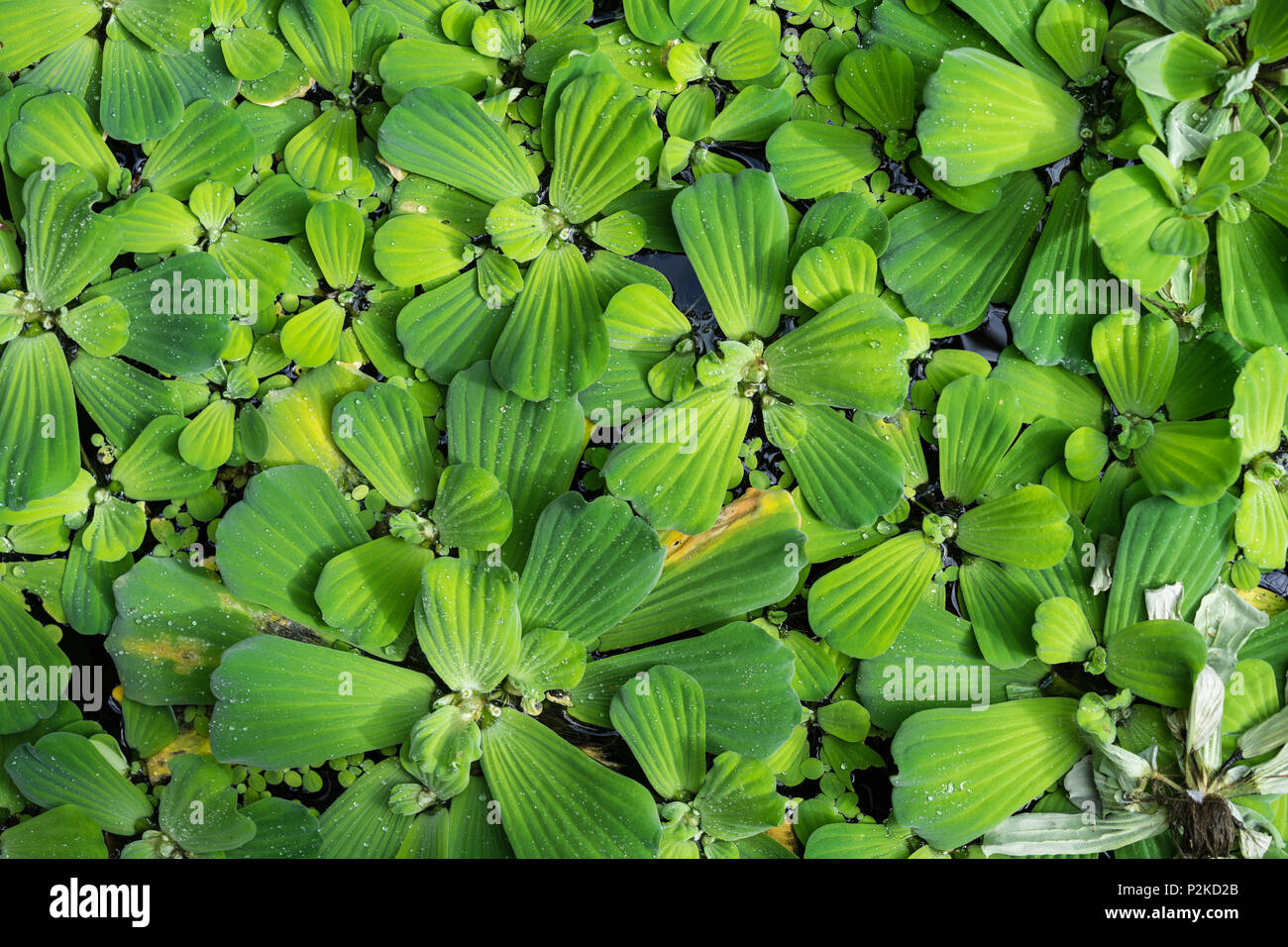 Common duckweed Lemna minor, full frame texture structure Stock Photo ...