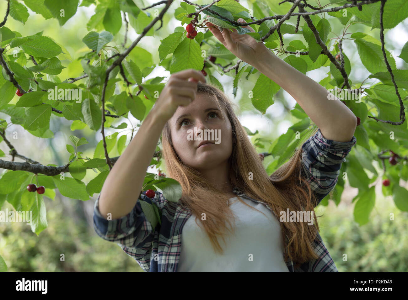 Woman pick tree branch hi-res stock photography and images - Alamy