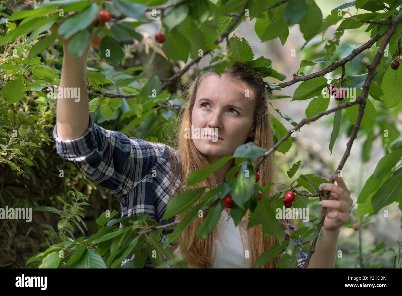 Woman picking cherries in orchard Stock Photo - Alamy