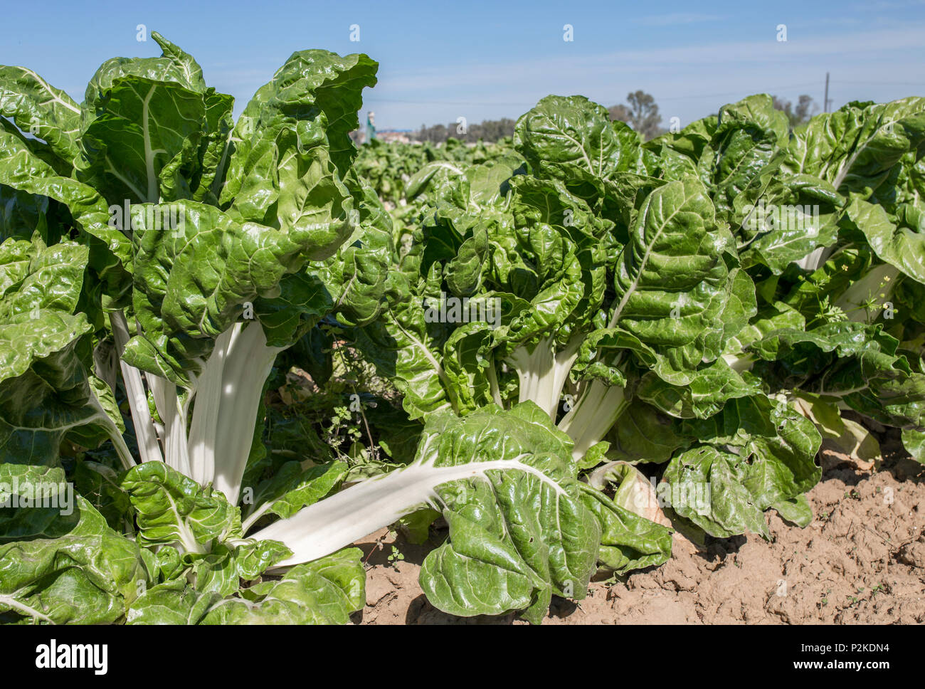 Ecological farming hi-res stock photography and images - Alamy