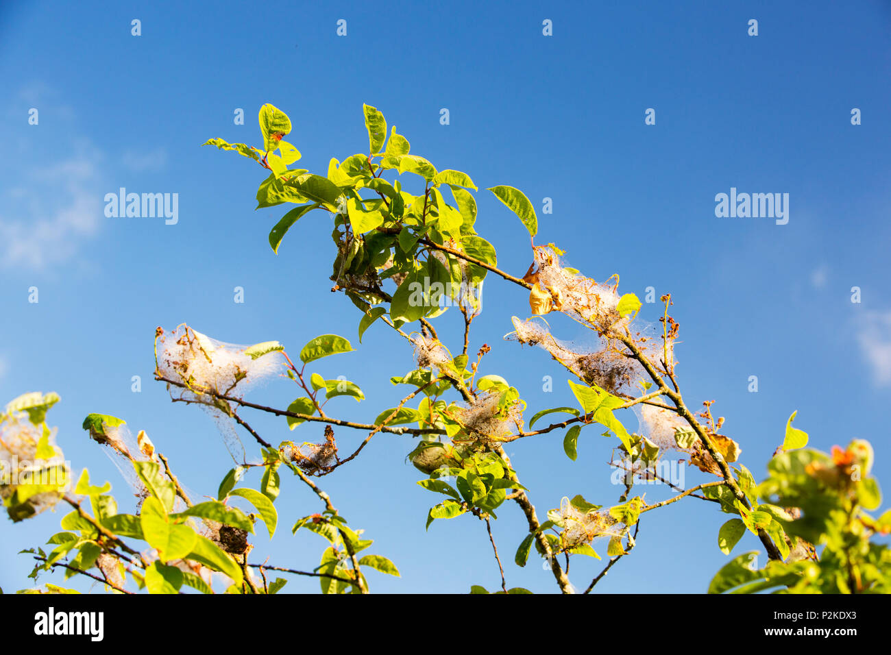 A Bird Cherry being attacked by bird-cherry ermine (Yponomeuta ...