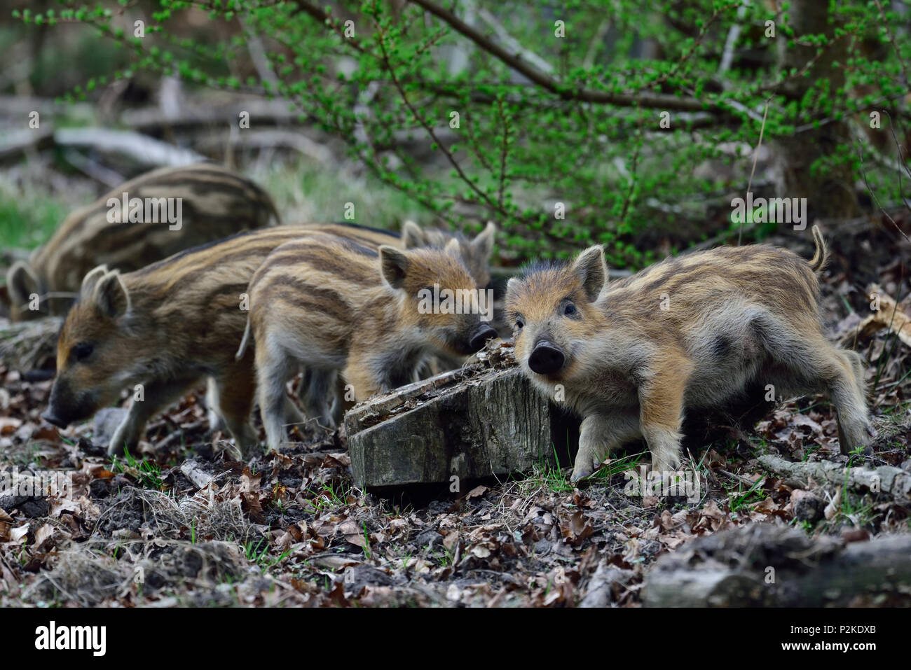 Wild boar piglets in the forest, spring, (sus scrofa Stock Photo - Alamy
