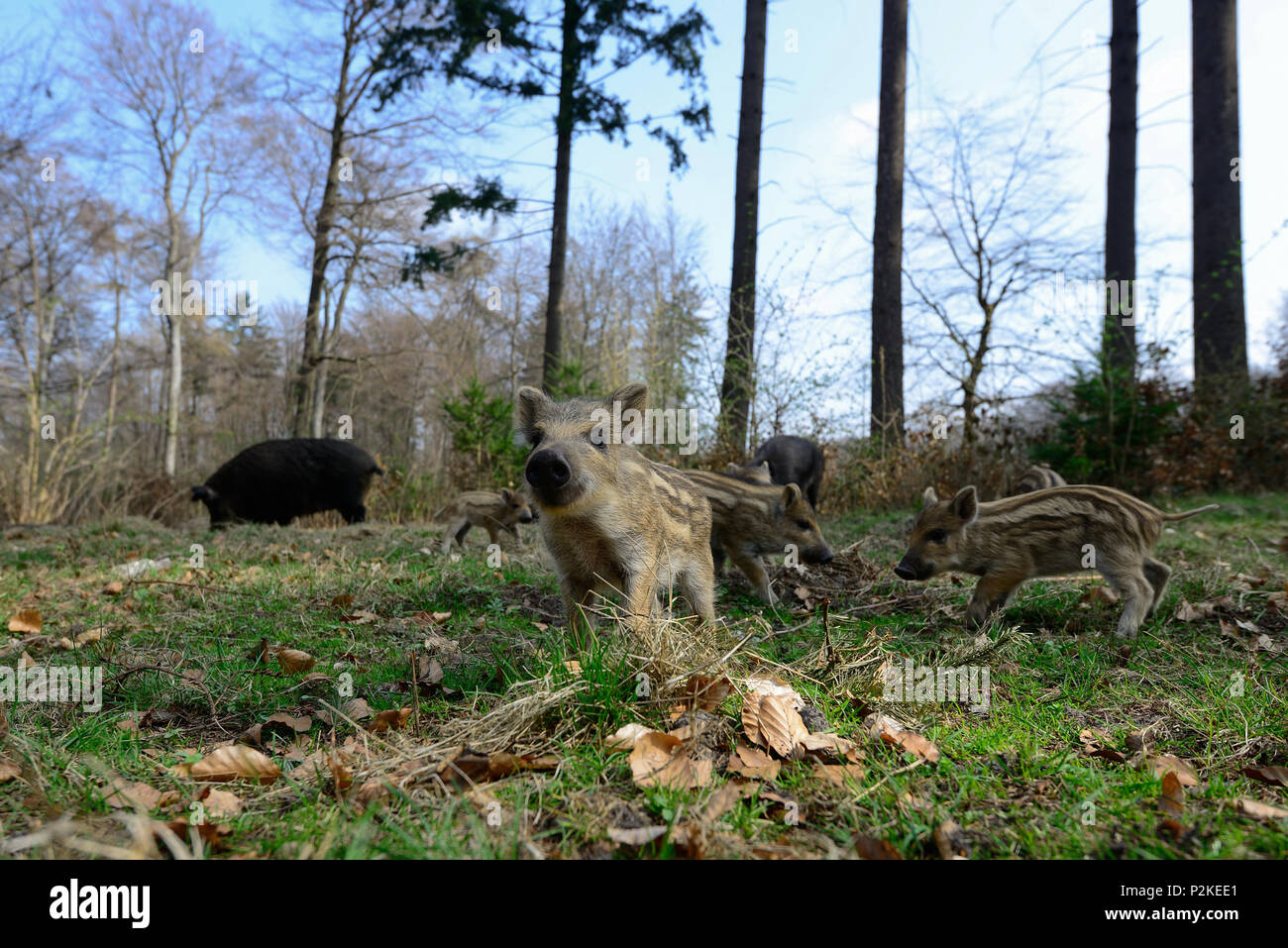 Wild boar piglets in the forest, spring, (sus scrofa Stock Photo - Alamy