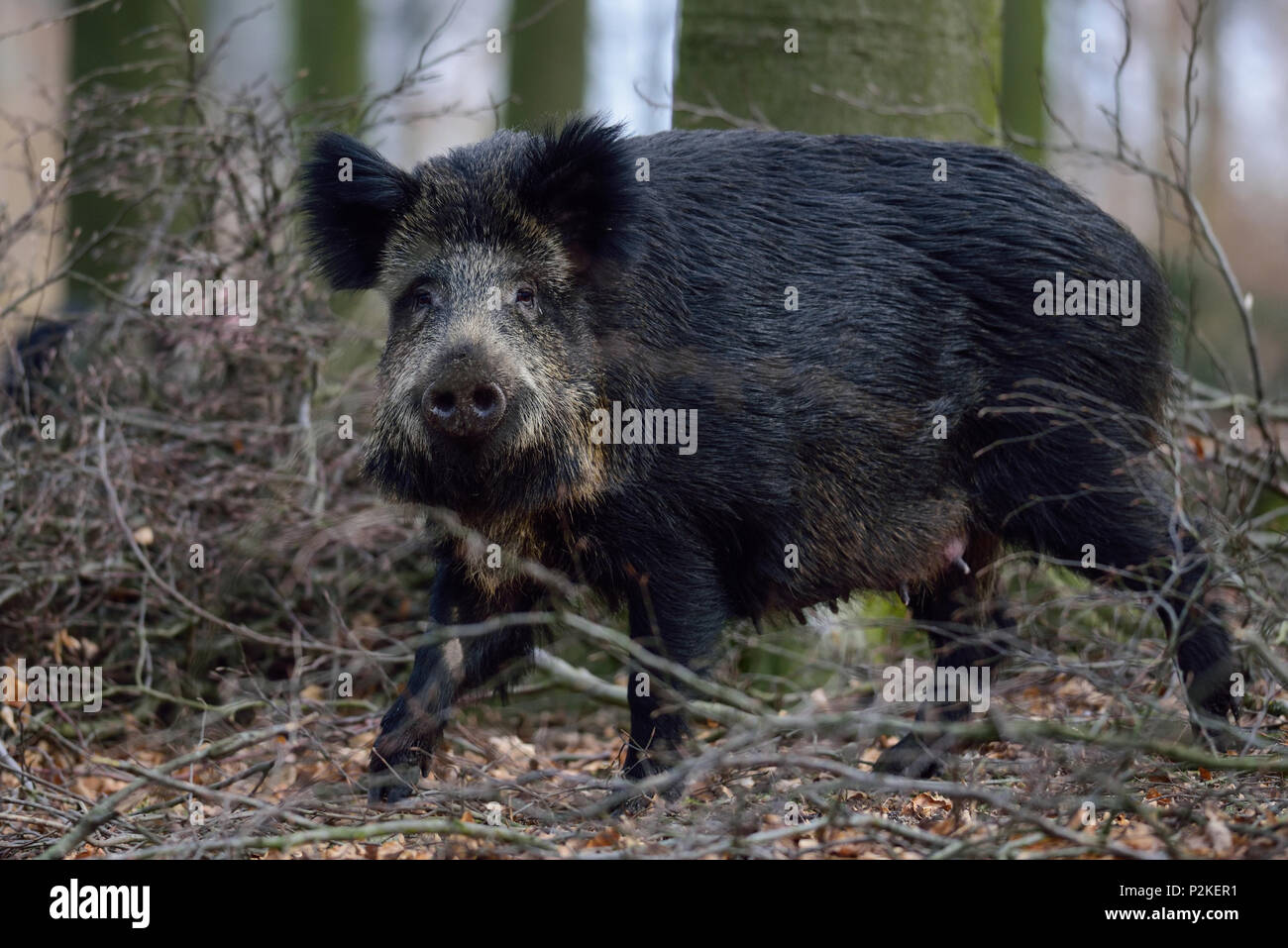 Wild boar female in the forest, spring, (sus scrofa Stock Photo - Alamy
