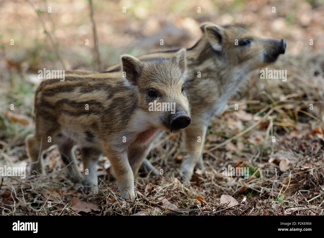 Wild boar piglets in the forest, spring, (sus scrofa Stock Photo - Alamy