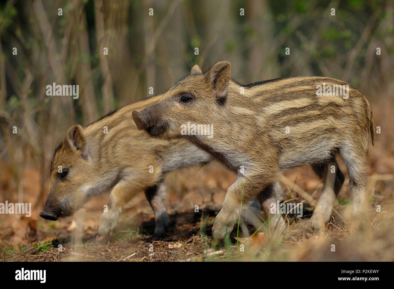 Wild boar piglets in the forest, spring, (sus scrofa Stock Photo - Alamy