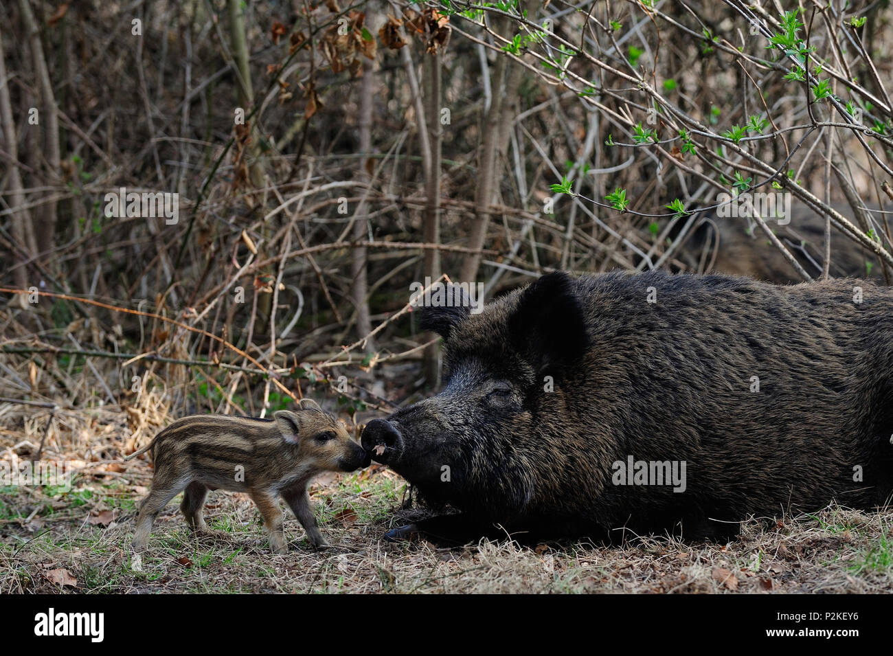 Female With Piglet High Resolution Stock Photography and Images - Alamy