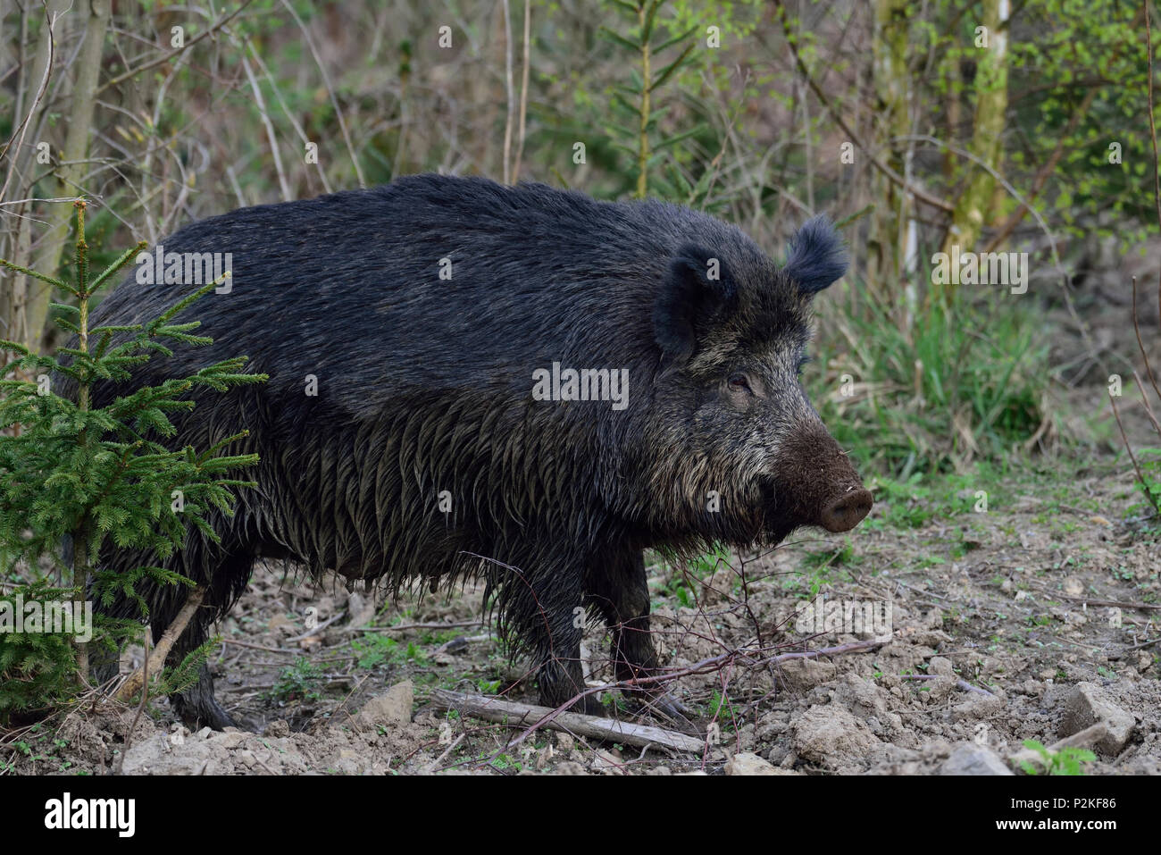 Wild boar female in the forest, spring, (sus scrofa Stock Photo - Alamy