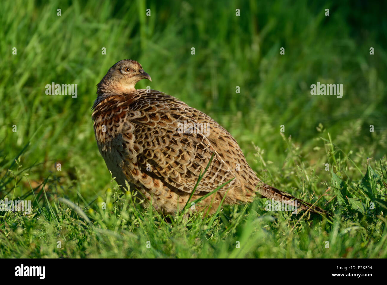 Pheasant hen sit on the meadow, spring, (phasianus colchicus Stock ...