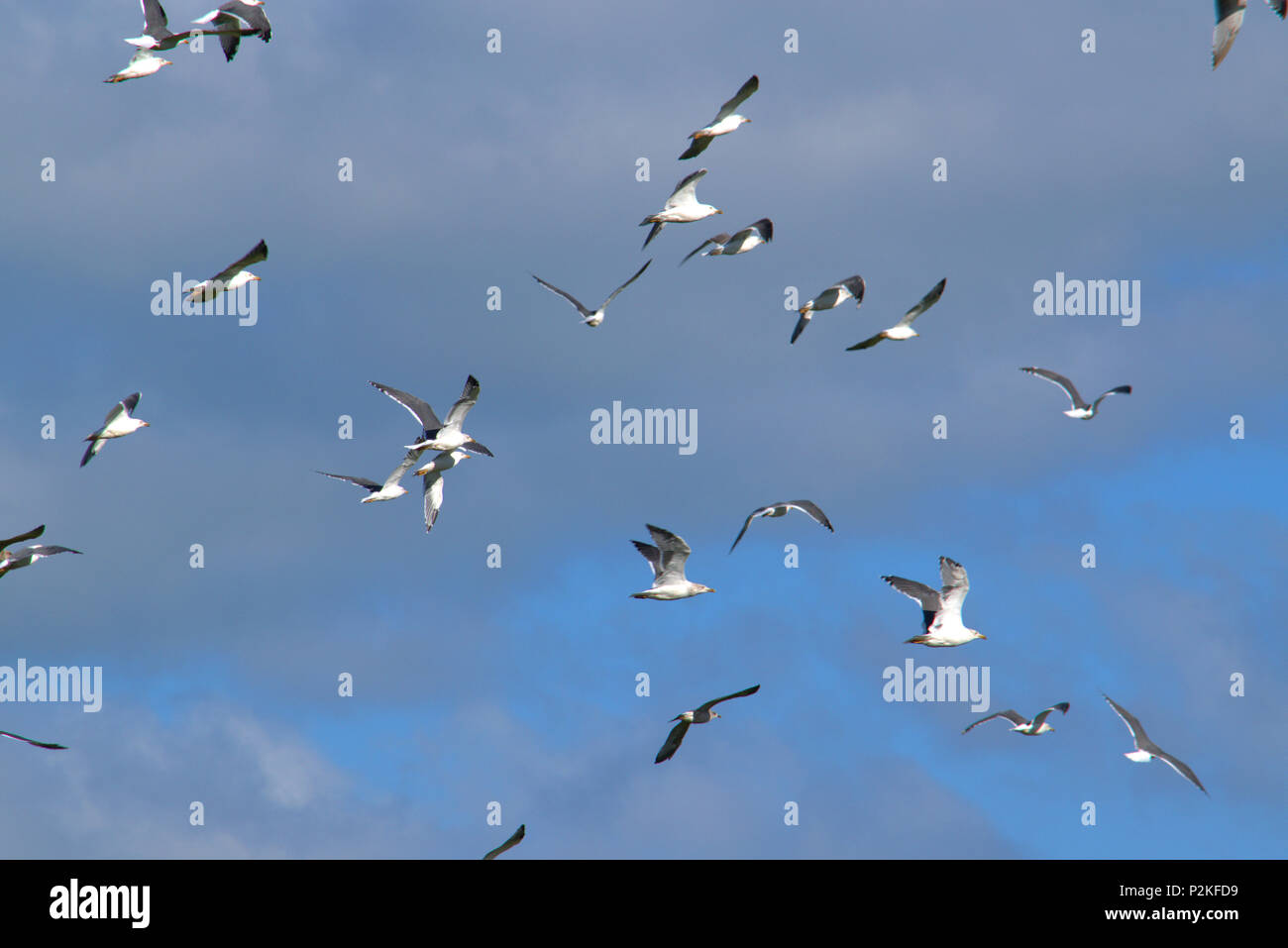 Flock of seagulls Stock Photo - Alamy