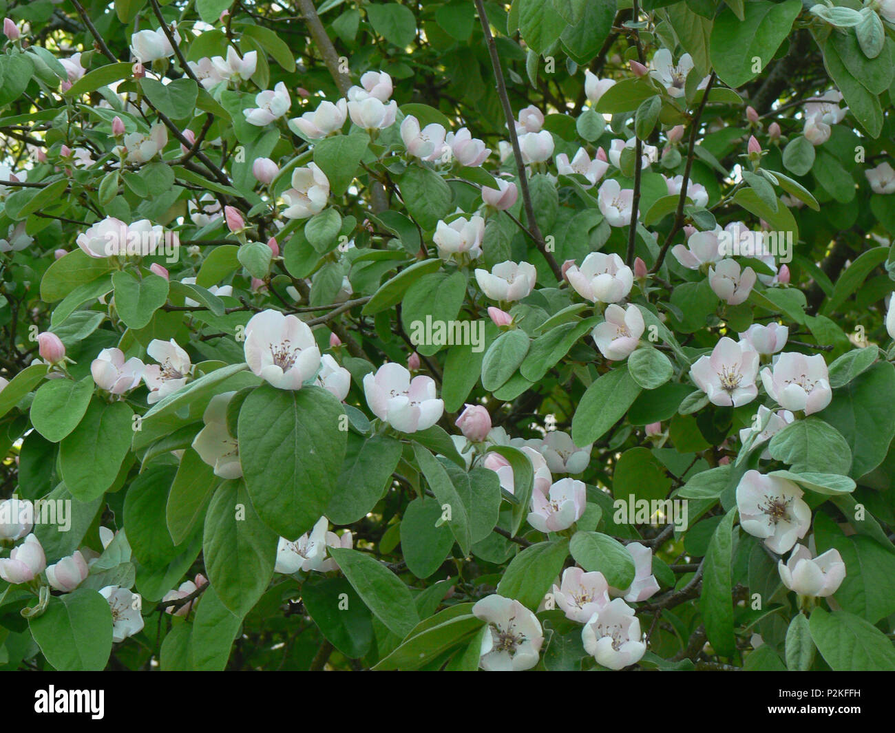 White quince flowers hi-res stock photography and images - Alamy
