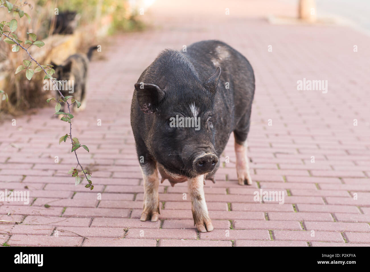 Wild black boar or pig walking on meadow. Wildlife in natural habitat ...