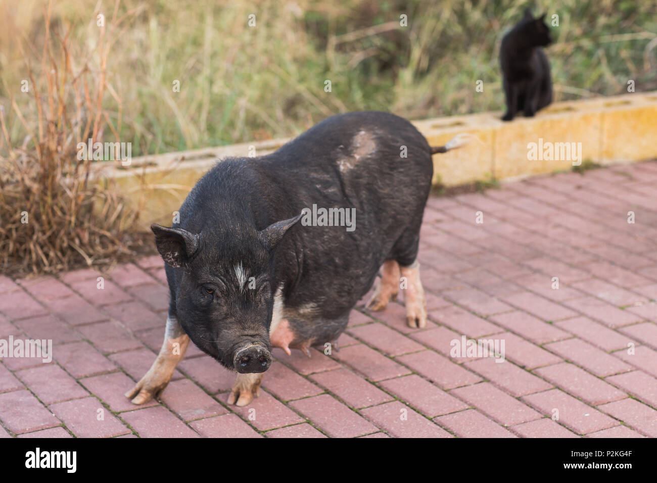Wild black boar or pig close up. Wildlife in natural habitat Stock ...