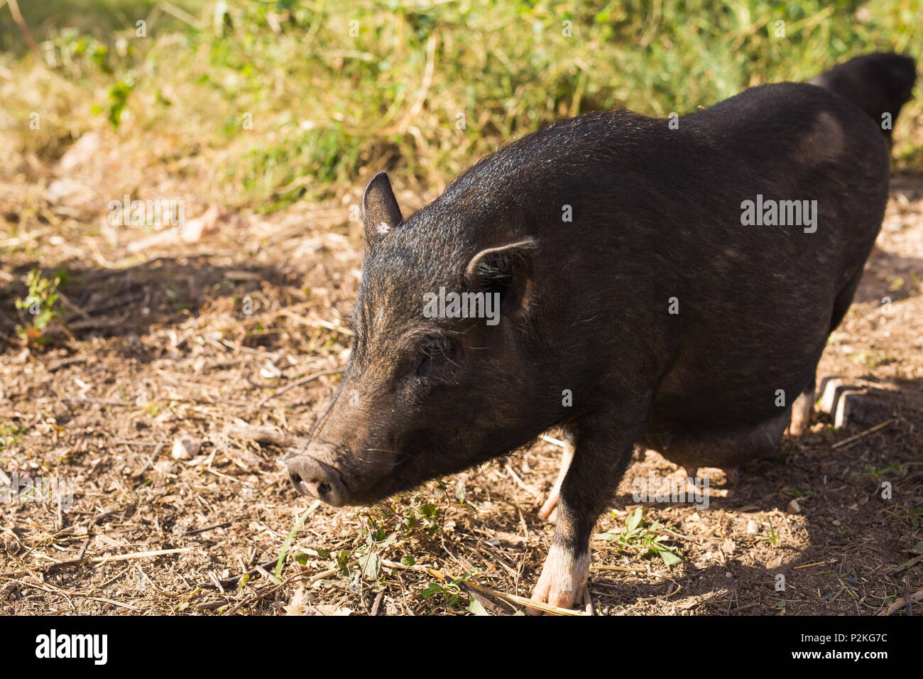 Pig natural habitat hi-res stock photography and images - Alamy