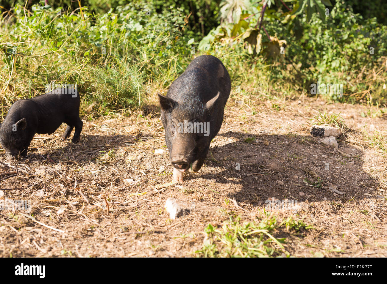 Baby wild pigs Stock Photo - Alamy