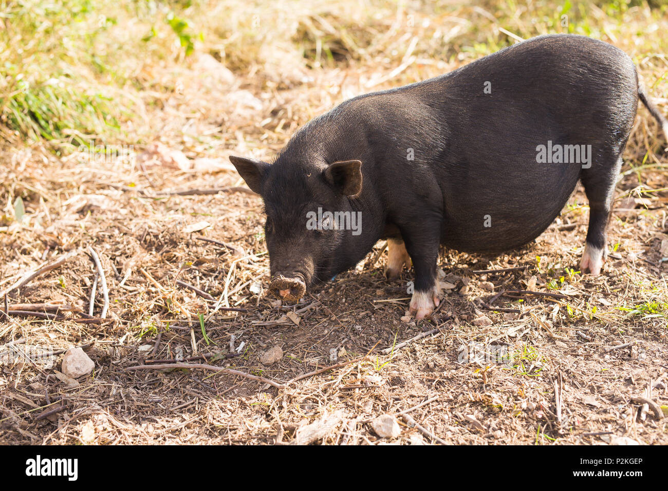 Wild black boar or pig walking on meadow. Wildlife in natural habitat ...