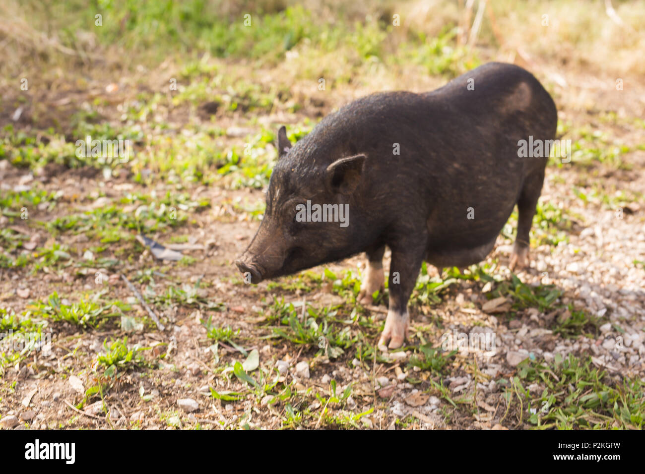 Wild black boar or pig close up. Wildlife in natural habitat Stock ...