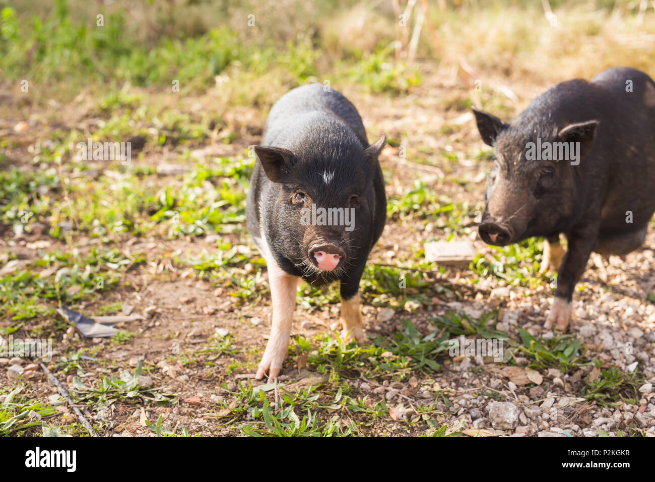 Baby wild pigs Stock Photo - Alamy