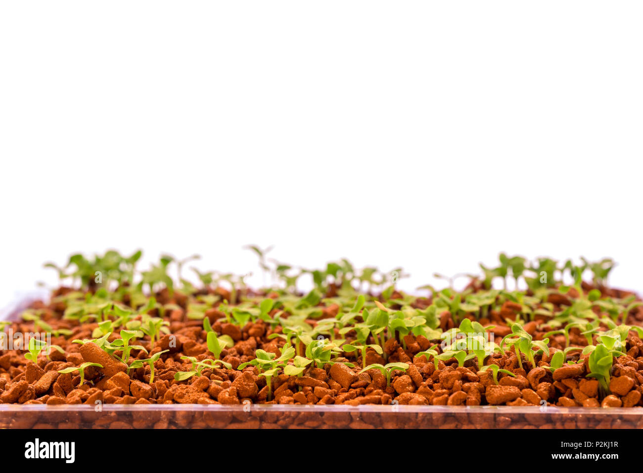Young shoots of lettuce on white background Stock Photo - Alamy