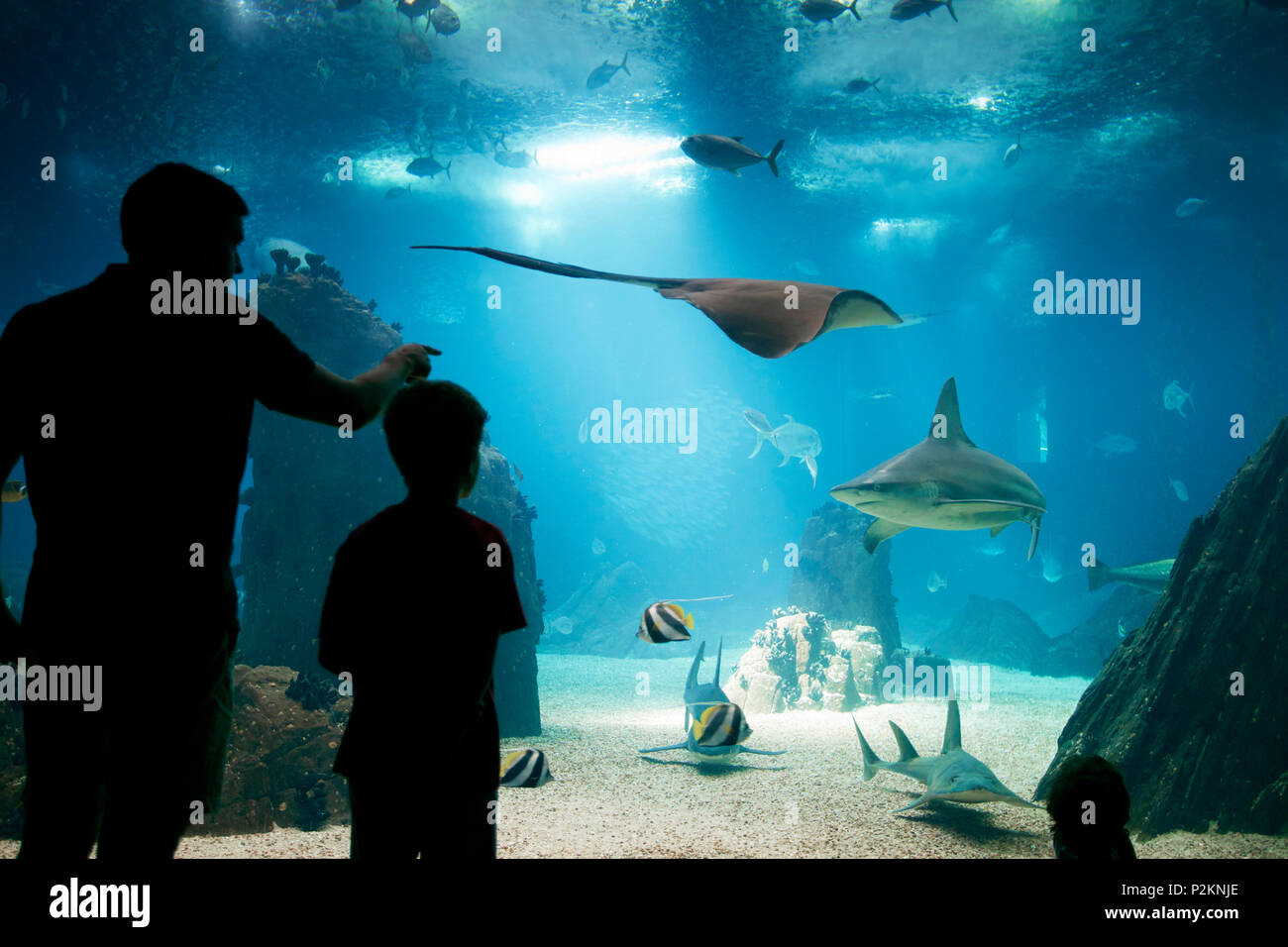Oceanarium fish hi-res stock photography and images - Alamy