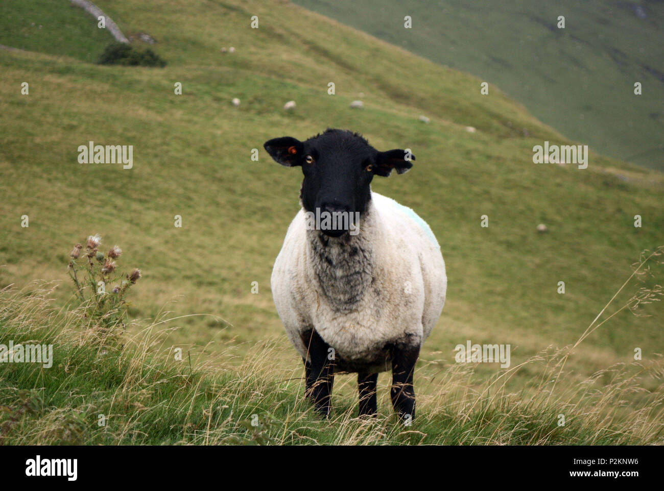 Black faced hill sheep hi-res stock photography and images - Alamy