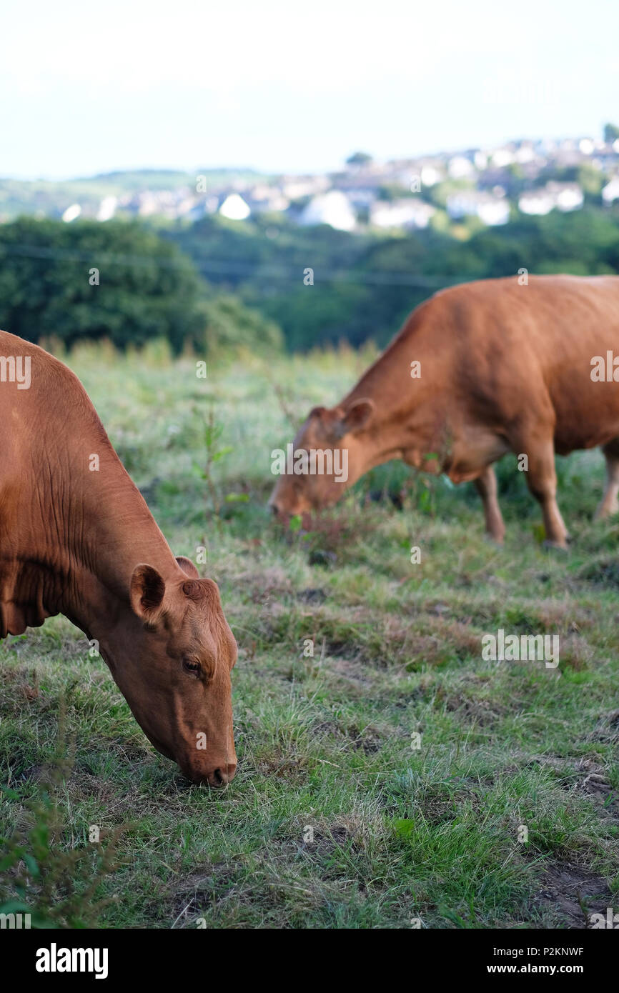Feeding cows in a field in Cornwall Stock Photo - Alamy