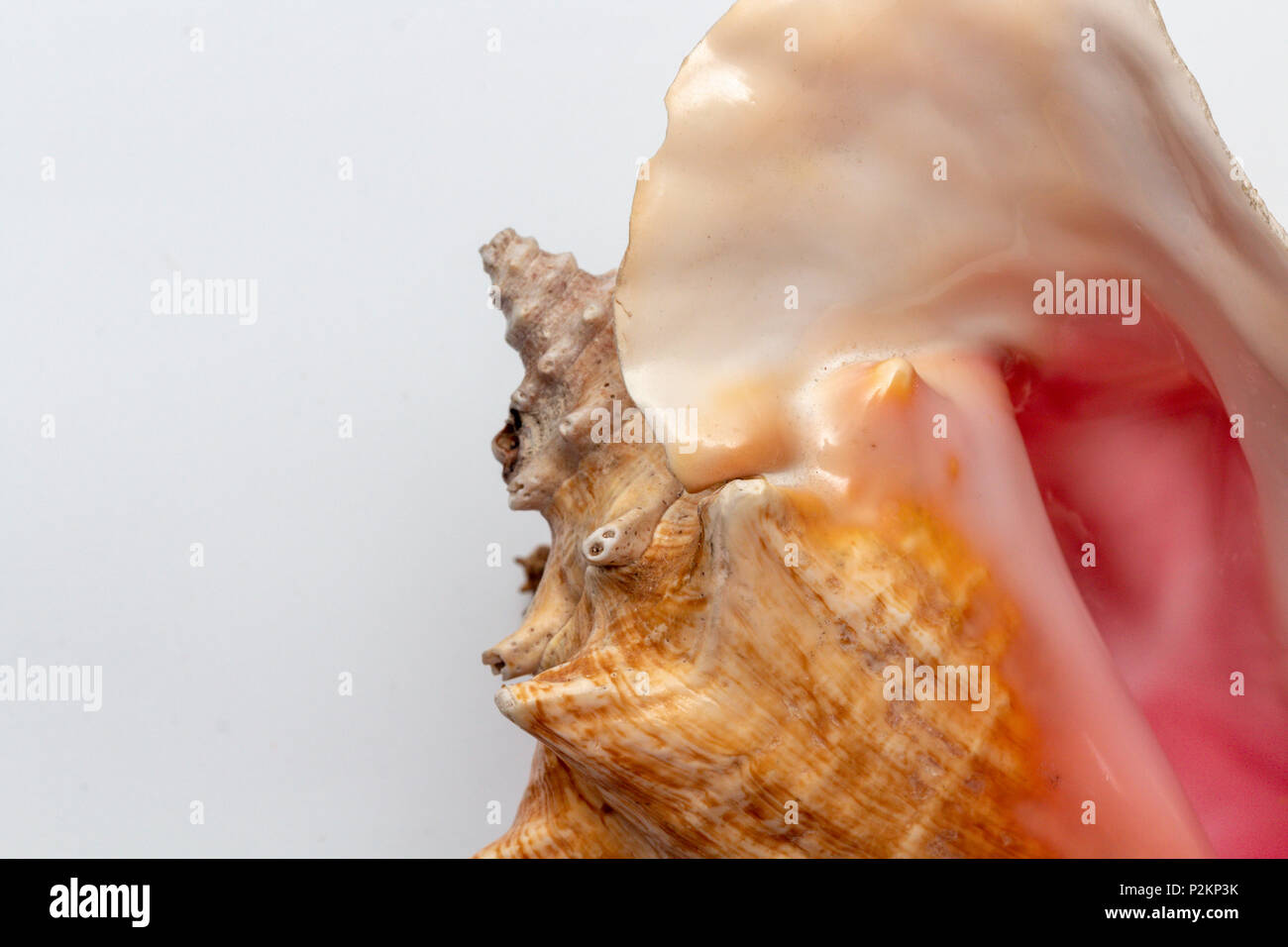 Soft and rough shell isolated hi-res stock photography and images - Alamy