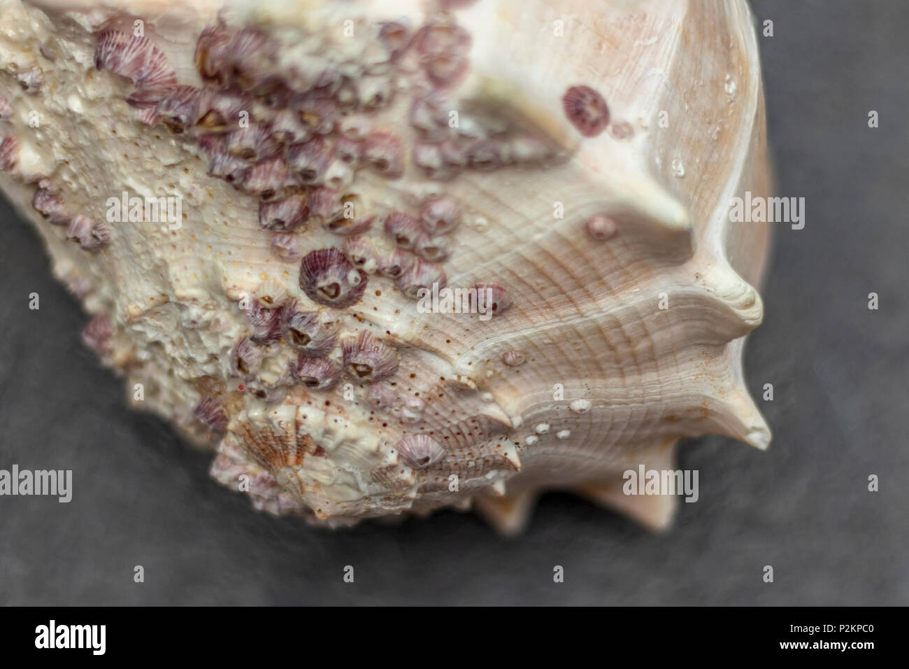 Dry gigantic sea shell. Soft surface inside, rough and textured on the ...
