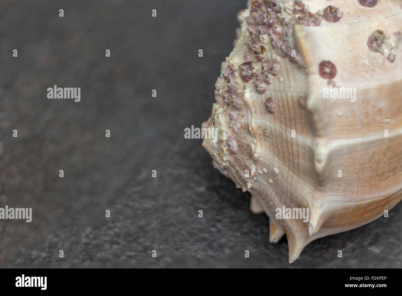 Dry gigantic sea shell. Soft surface inside, rough and textured on the ...