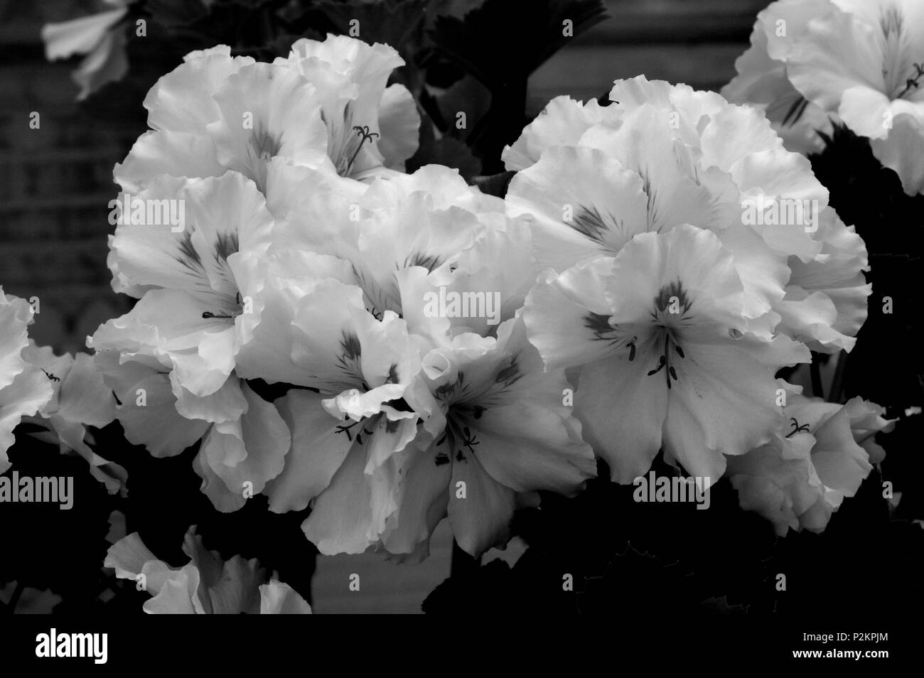 Rhododendron's Black and White Stock Photos & Images - Alamy